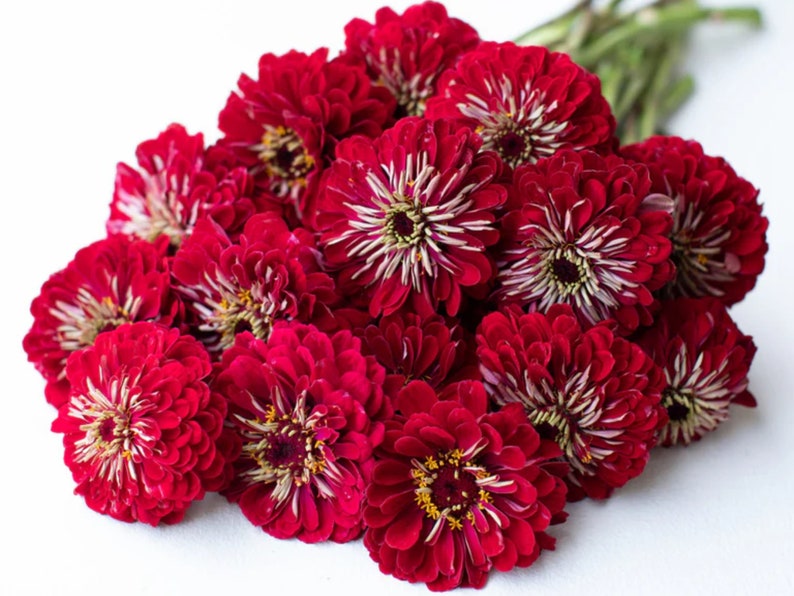 Zinnia ‘benary’s Giant Deep Red’ - Zinnia Elegans - Authentic Seeds ...