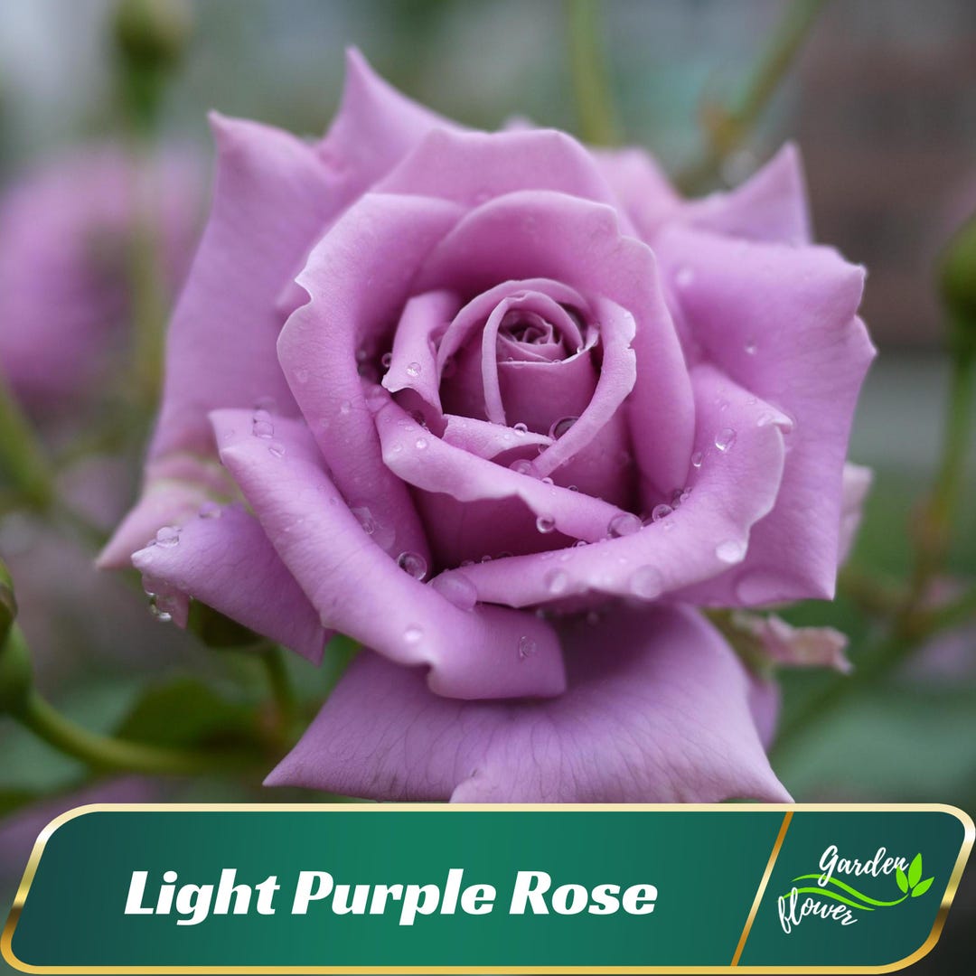 30+ Rare Seed| Light Purple Rose Seeds - Perennial - Authentic Seeds ...