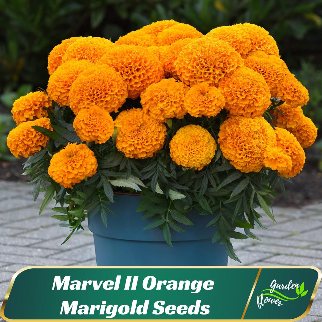 Marvel II Orange Marigold Seeds - Dwarf Variety, Open-pollinating - Etsy