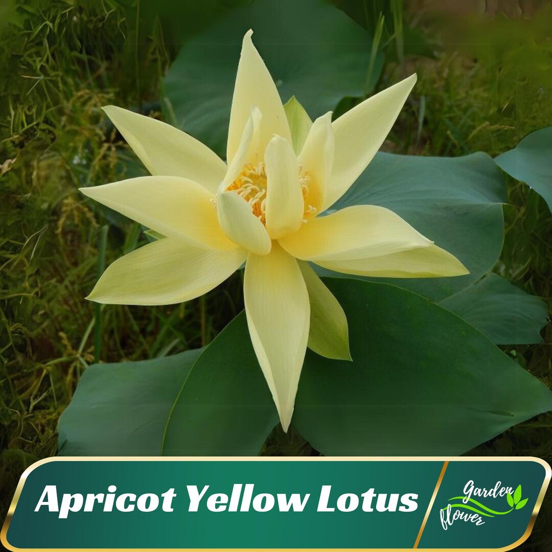 5 Apricot Yellow Lotus Seeds - Indian Lotus (nelumbo Nucifera ...