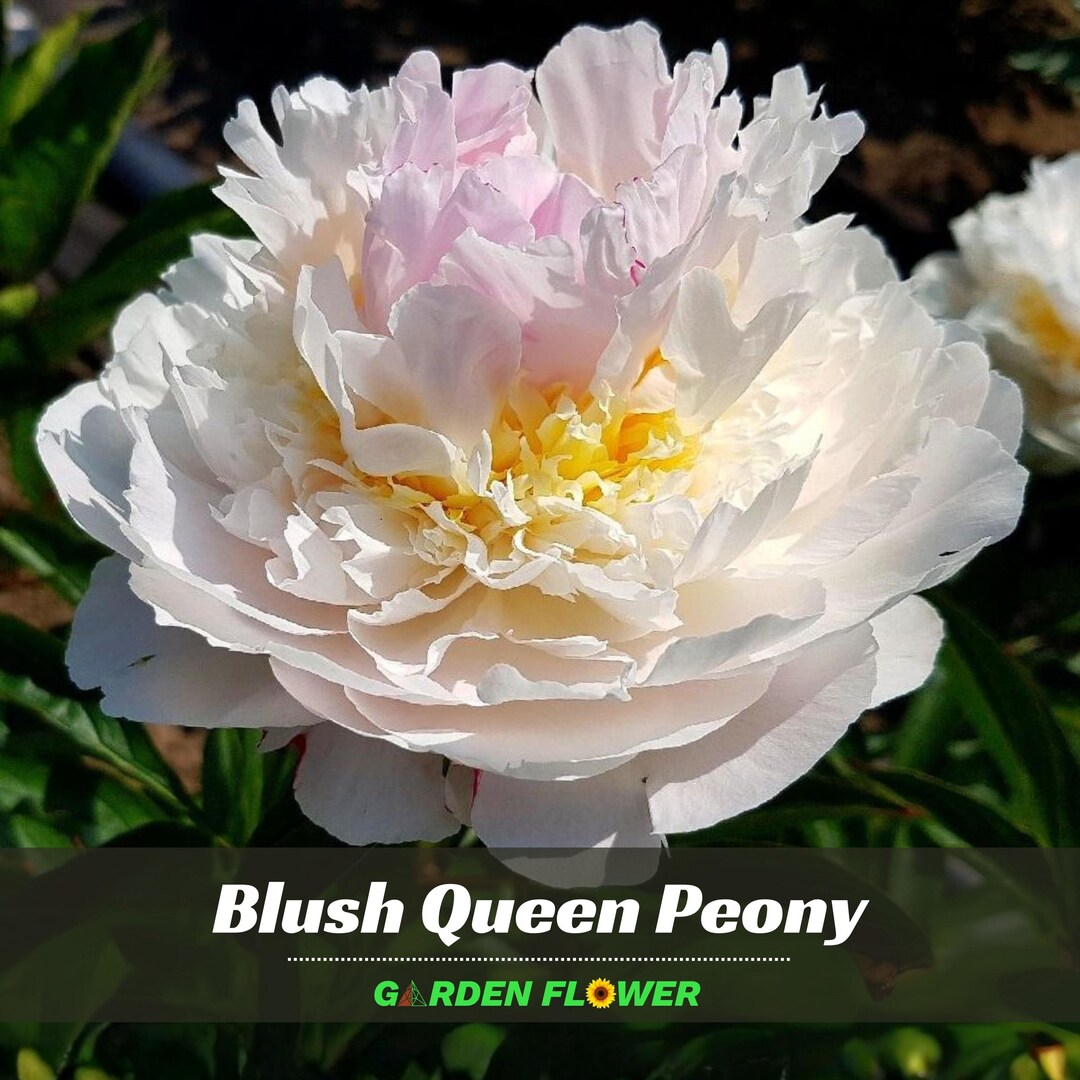 10+ Rare Seeds| Blush Queen Peony Seeds - Perennial - Authentic Seeds ...