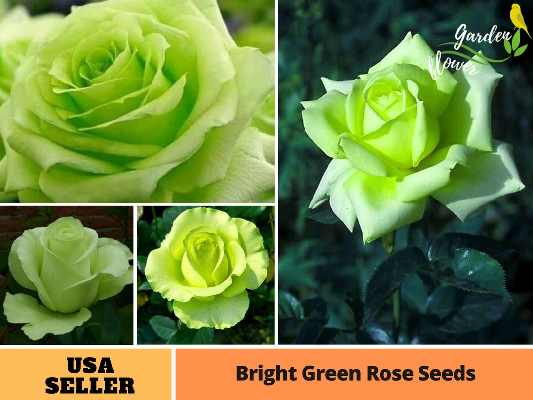 25 Rare Seed Bright Green Rose Seeds Perennial Authentic Seeds Rose ...