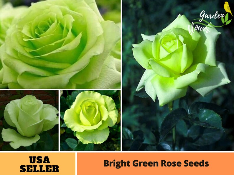 25 Rare Seed Bright Green Rose Seeds perennial authentic - Etsy