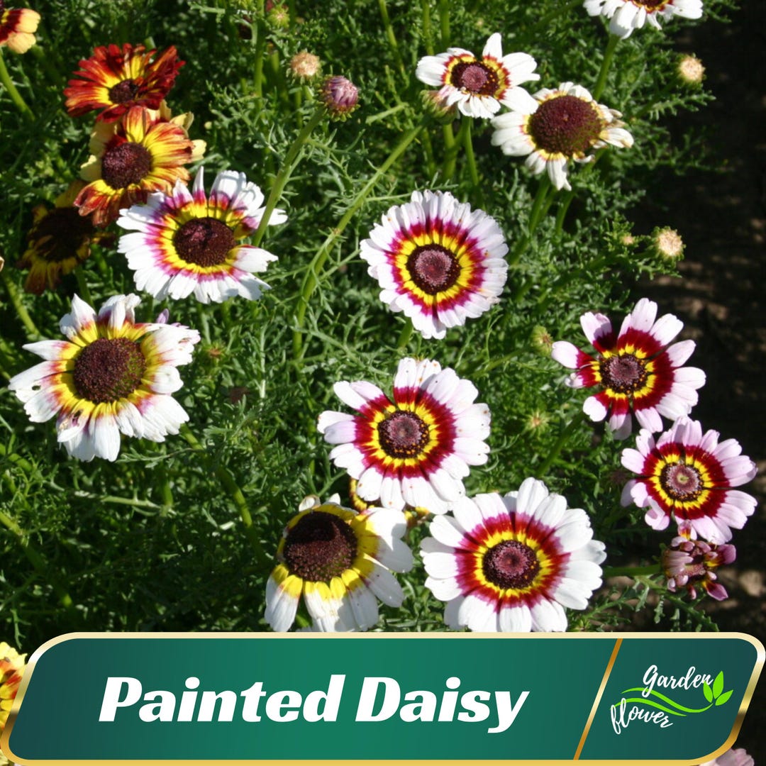 Painted Daisy Seeds - Authentic Seeds - Cold Resistant - Self ...