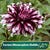 Pink Labyrinth Dahlia Seeds Perennial Authentic Seeds Fast Growing Easy ...