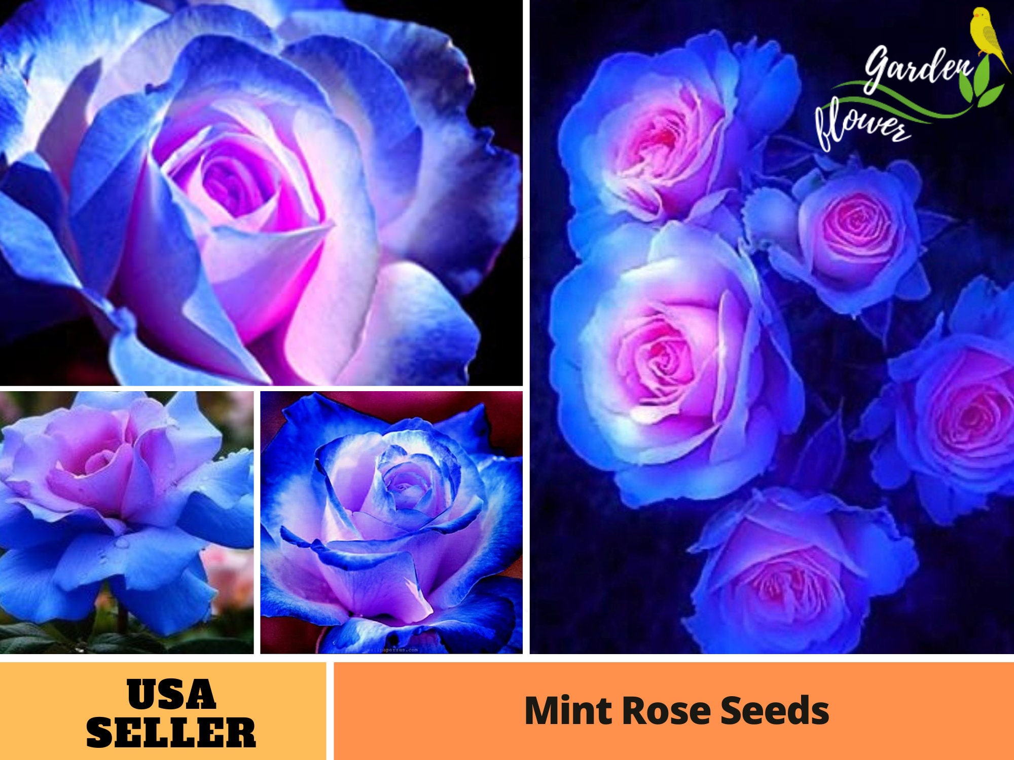 Rare Beautiful Roses