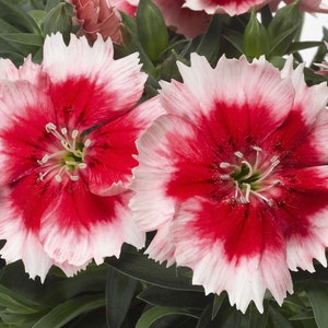 Super Parfait Strawberry Carnations - Authentic Seeds - Cold Resistant ...
