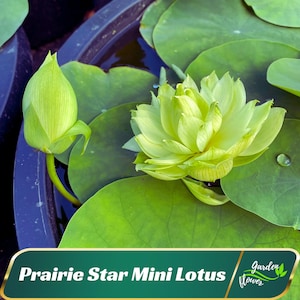 5+ Rare Seeds| PRAIRIE STAR Mini Lotus - Mini Lotus Seeds - Indian ...