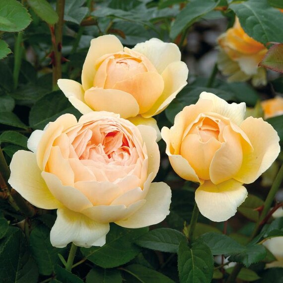 25 Yellow The Pilgrim Rose Bush Flower Seeds #A120 Rare Seeds BUY 3 GET ...