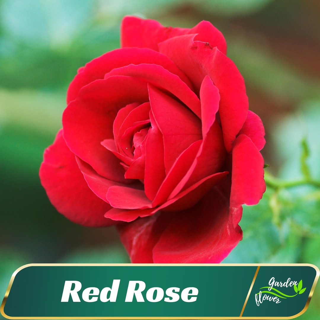 25+ Rare Seed| Red Rose Seeds - Perennial - Authentic Seeds - Rose ...