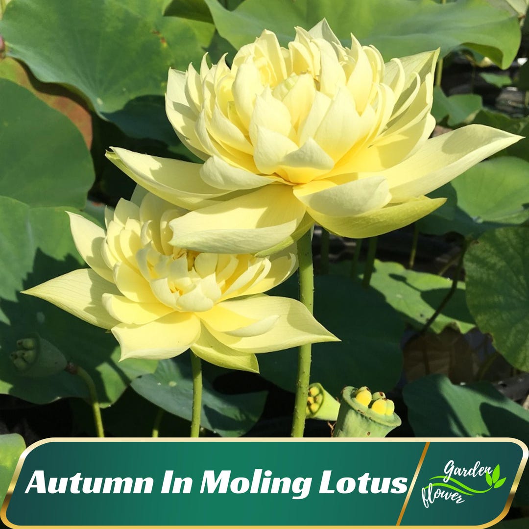 5 Autumn in Moling Lotus Seeds - Indian Lotus (nelumbo Nucifera) - Perennial- Cold Resistant ...
