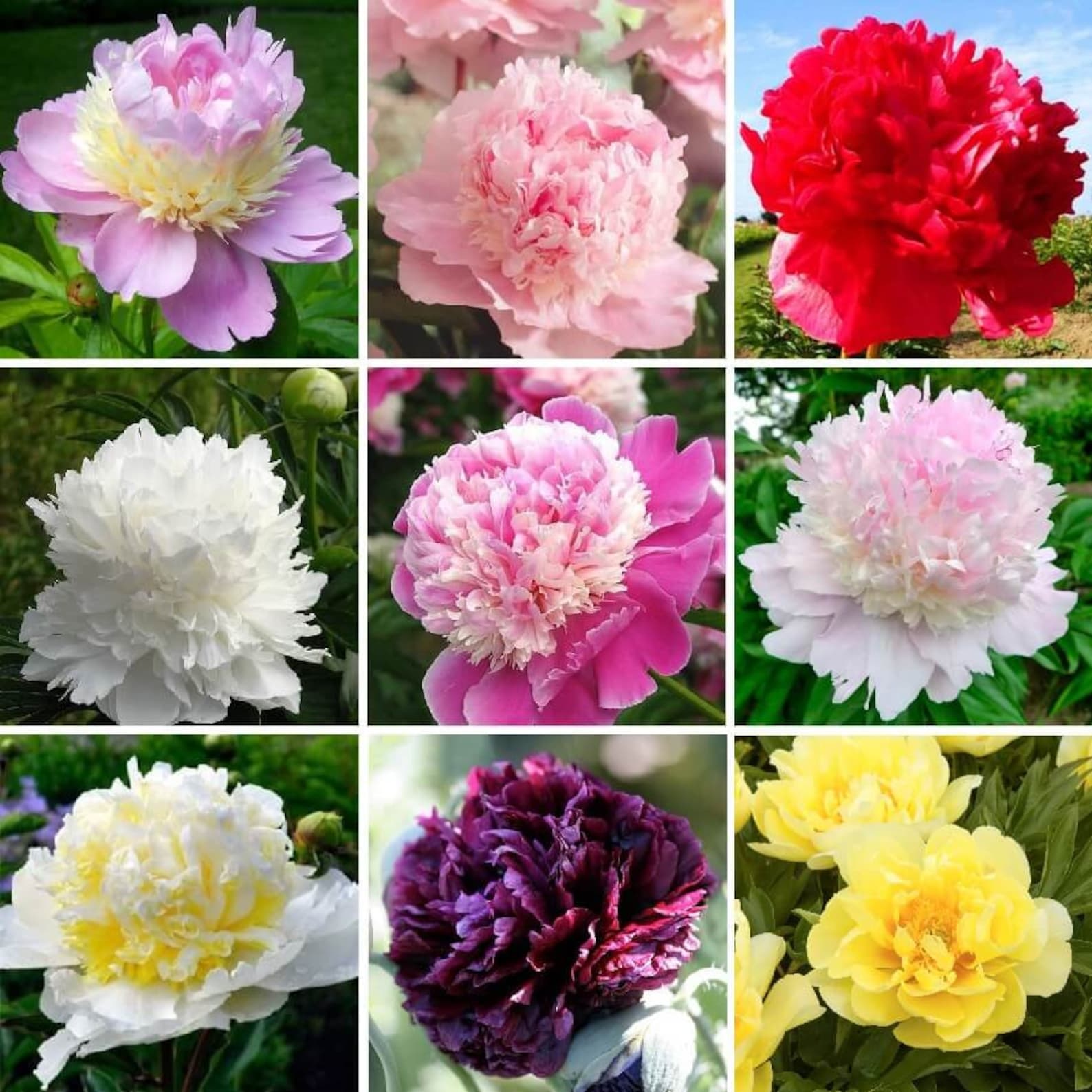 10+ Rare Seeds| Mix Peony Perennial Seeds - Perennial - Authentic Seeds ...