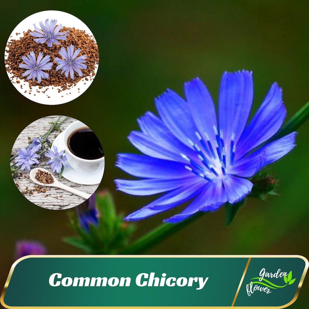 205 Seeds| Chicory Seeds - Authentic Seeds - Cold Resistant - Fast ...