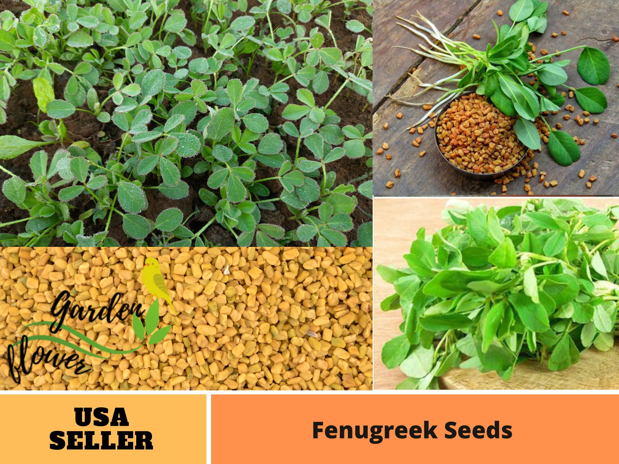 Fenugreek Flower
