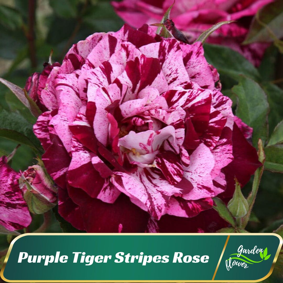 25+ Rare Seeds|purple Tiger Stripes Rose Seeds - Perennial - Authentic ...