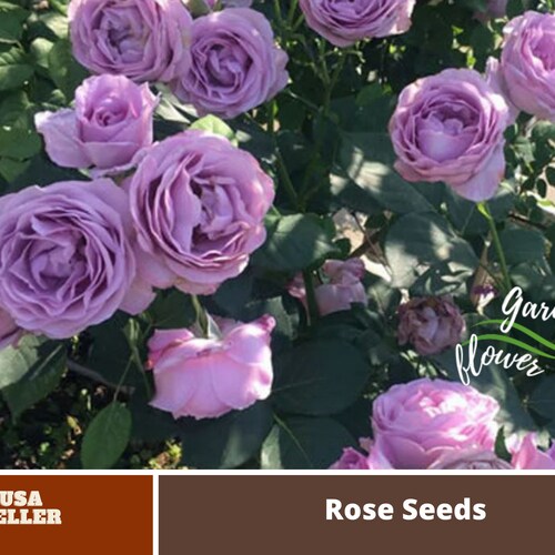 25 Rare Seeds Bolero Floribunda Rose Seedsa033 Seeds Fruit - Etsy