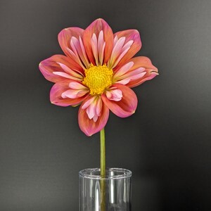Giggles Dahlia Flower Seeds - Perennial - Fast Growing - Clumping ...