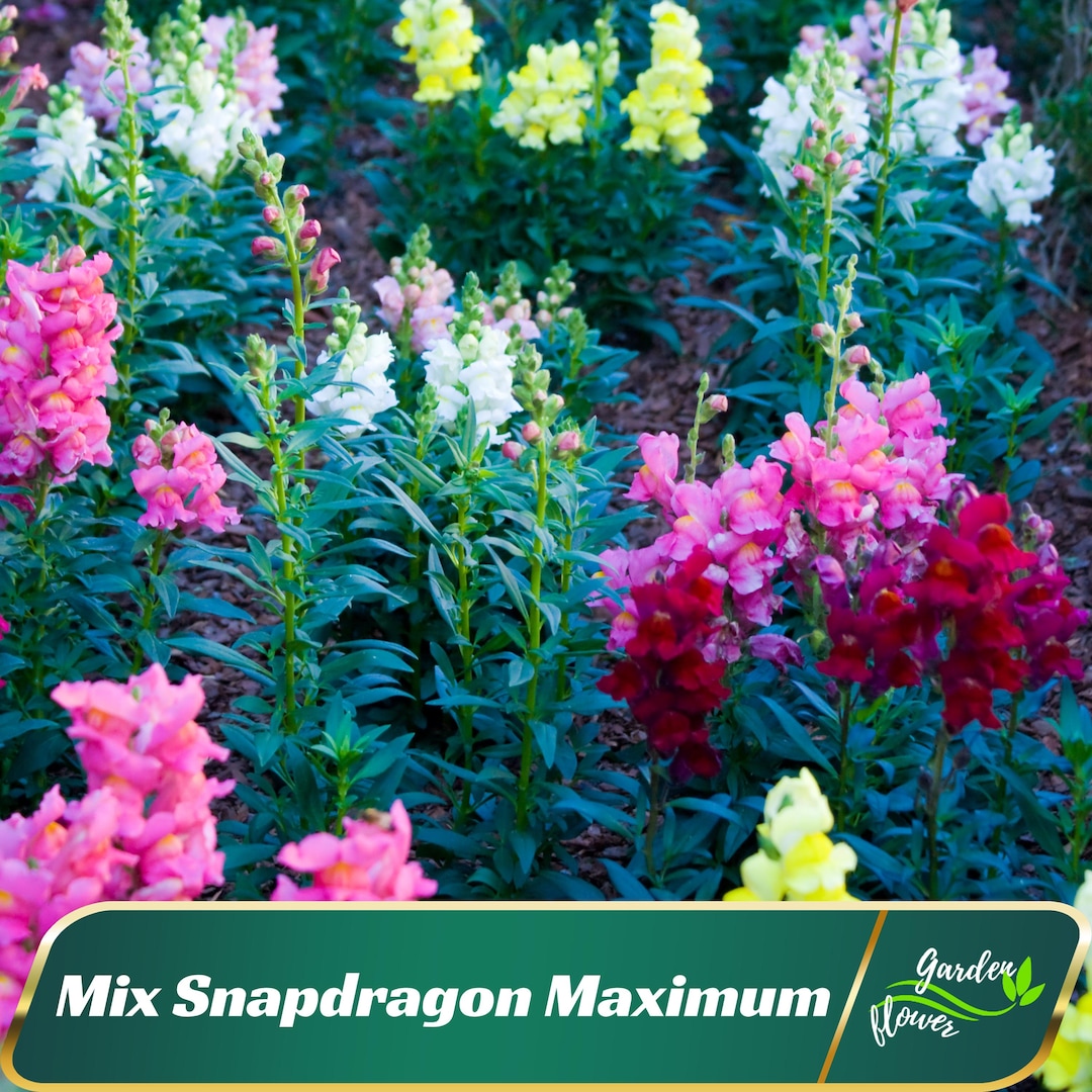 Snapdragon-maximum Mix-antirrhinum Seeds–tall Colorful Antirrhinum for ...