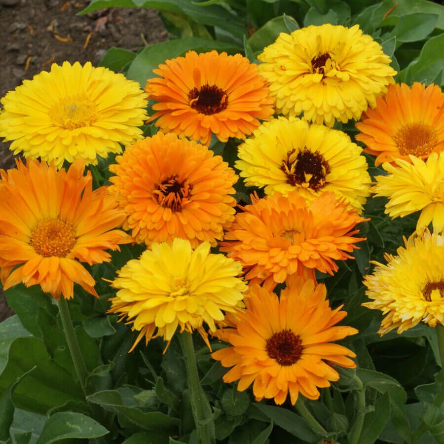 50 Seeds Pacific Beauty Mix Calendula Seeds-perennial - Etsy