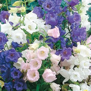 Campanula Medium 'double Mix' (cup & Saucer) - Perennial - Bellflower ...