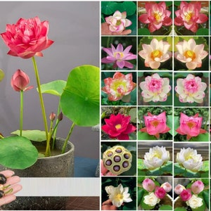 5+ Rare Seeds| Mix Colour Mini Lotus Seeds - Indian Lotus (nelumbo ...