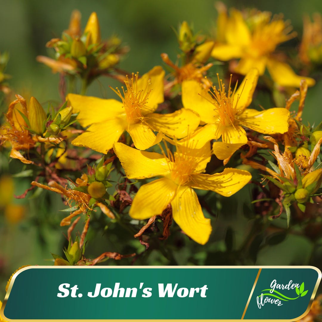St. John's Wort Flower Seeds - Authentic Seeds – Perennial - Cold ...
