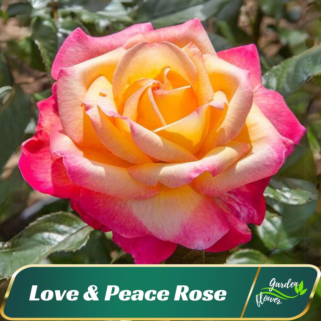 30+ Rare Seed| Love & Peace Rose Seeds - Perennial - Authentic Seeds ...
