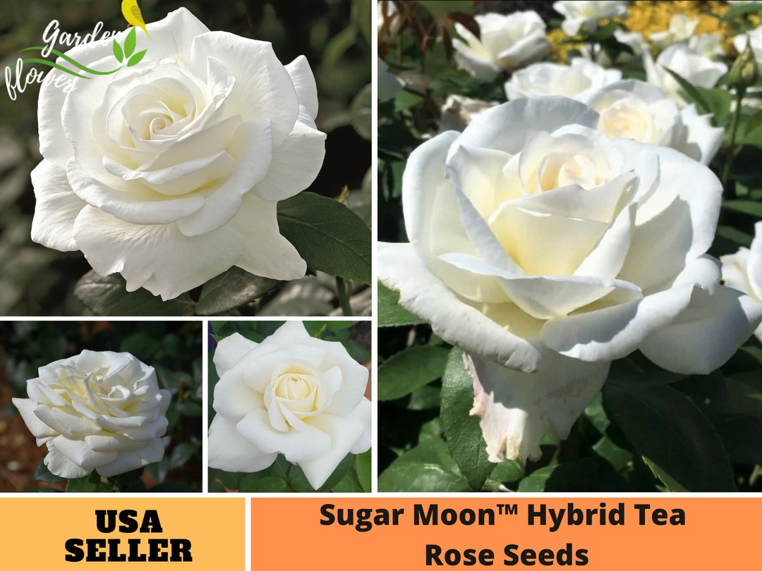 25 Rare Seeds Sugar Moon Rose Seeds Perennial Authentic Seeds Rose ...