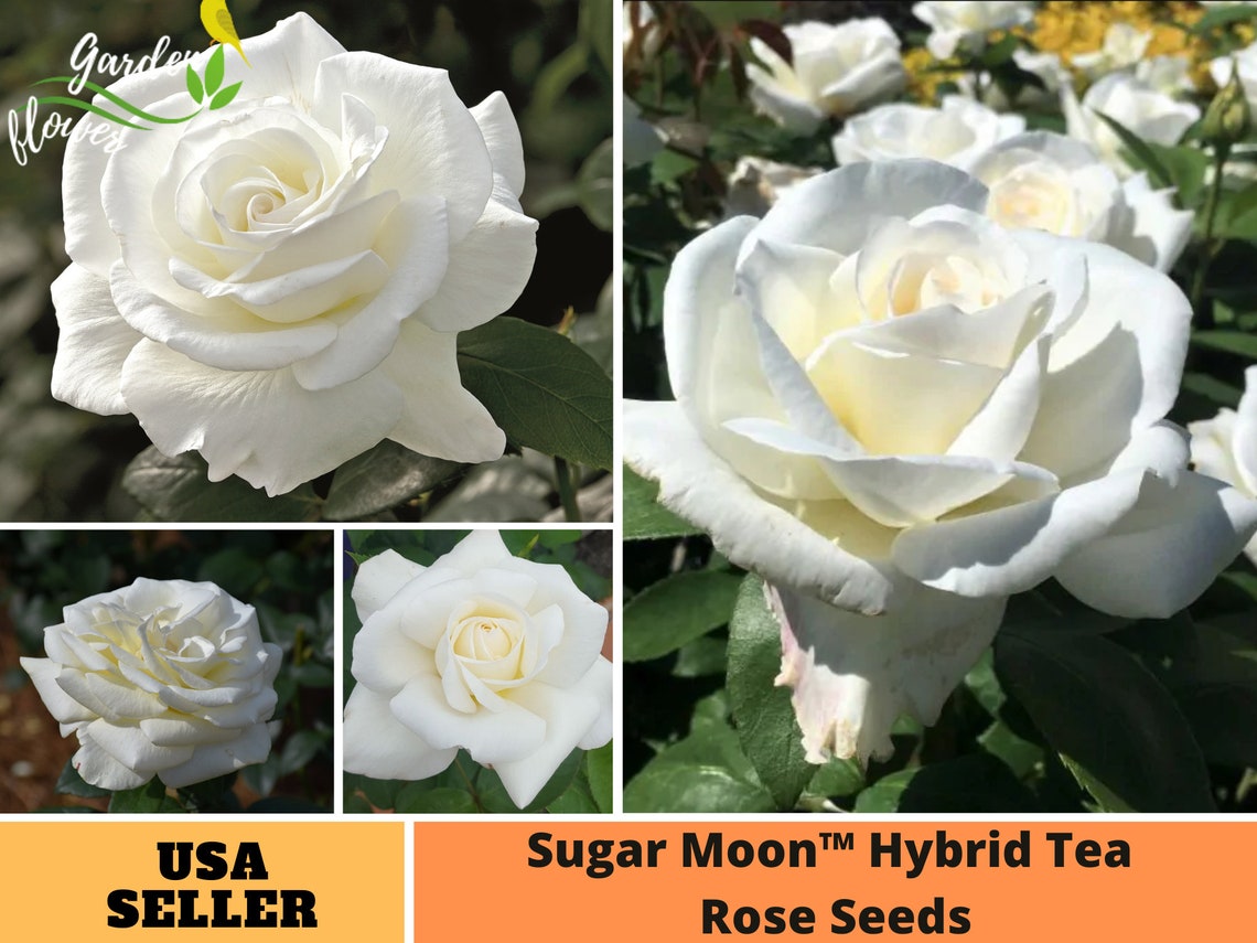 25 Rare Seeds Sugar Moon Rose Seeds Perennial authentic - Etsy