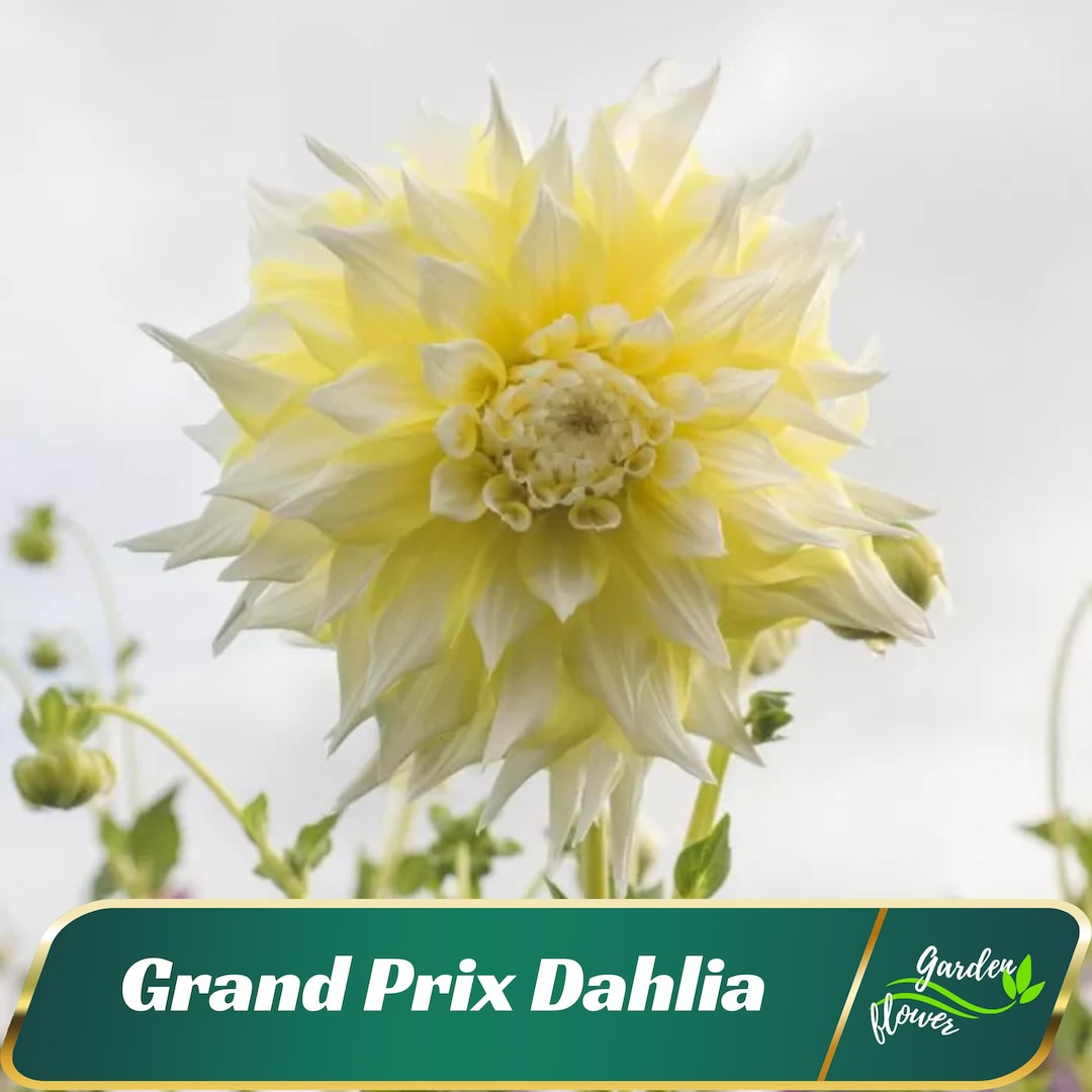 Yellow Grand Prix Dahlia Flower Seeds - Perennial - Flowering - Fast ...