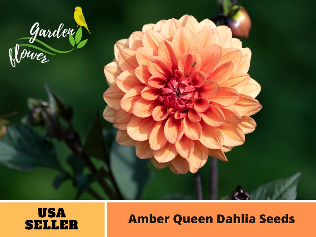Orange Amber Queen Dahlia Seeds Perennial authentic Seeds-flowers ...