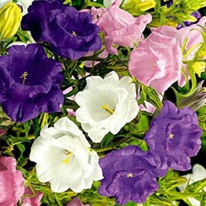 Campanula Medium 'double Mix' (cup & Saucer) - Perennial - Bellflower ...