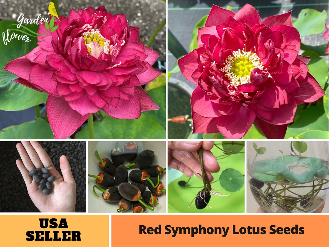 5 Red Symphony Lotus Seeds Indian Lotus nelumbo Nucifera Perennial ...