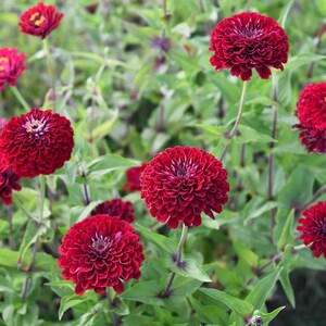 Zinnia ‘benary’s Giant Deep Red’ - Zinnia Elegans - Authentic Seeds ...