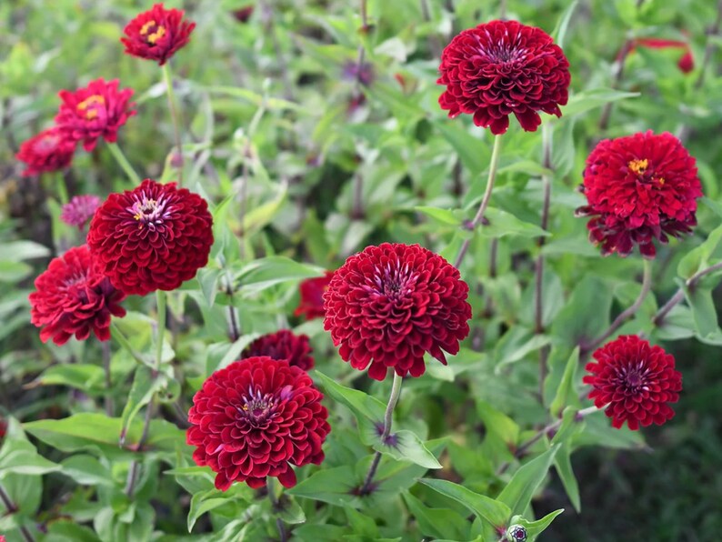Zinnia ‘benary’s Giant Deep Red’ - Zinnia Elegans - Authentic Seeds ...