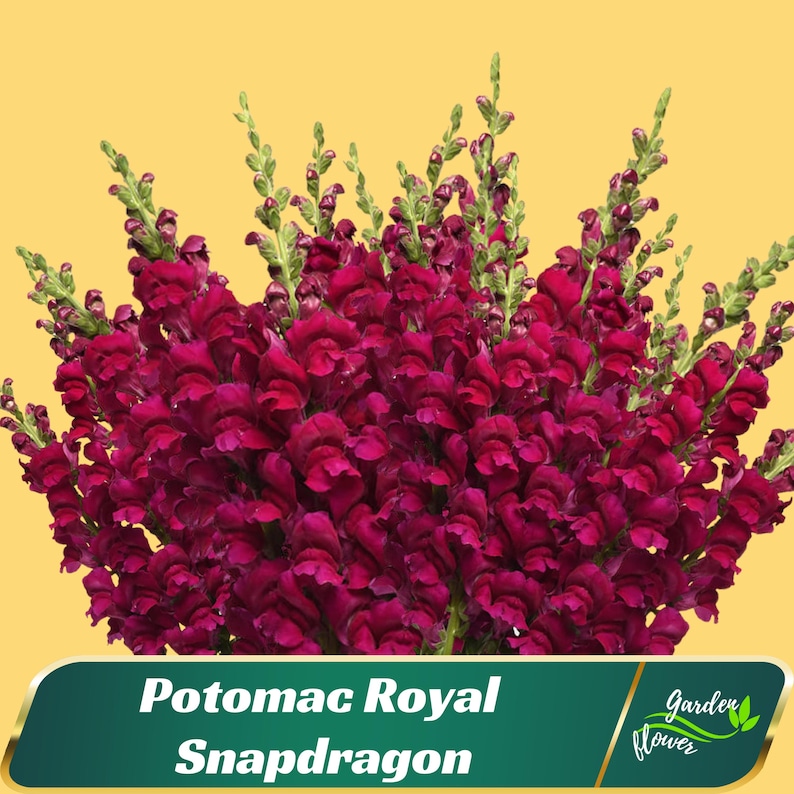 Potomac Royal Snapdragon Seeds – Tall Deep Purple Blooms – Friendly ...
