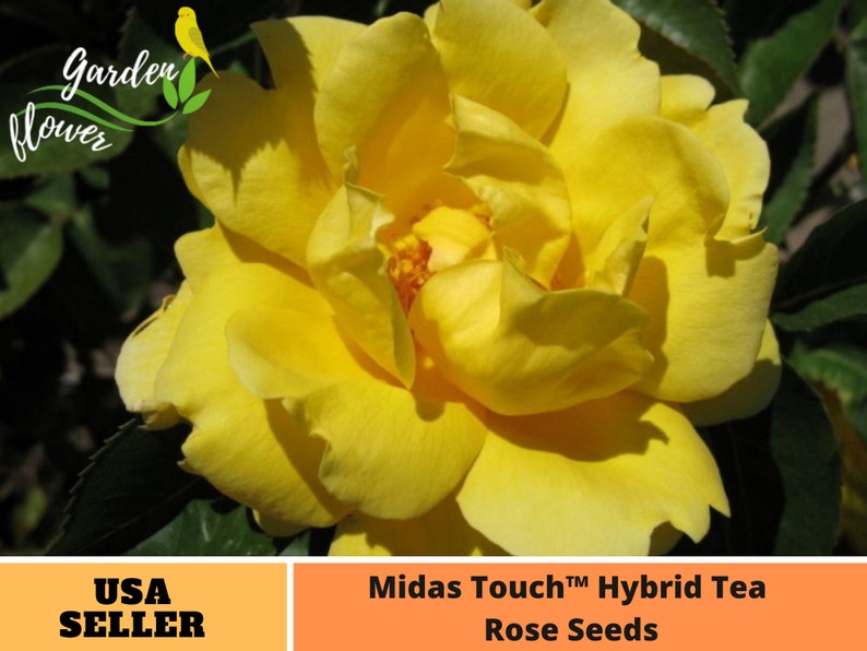 25 Rare Seeds Midas Touch Hybrid Tea Rose Seeds perennial - Etsy