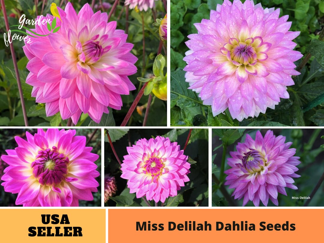 Pinkmiss Delilah Dahlia Perennial Flower Seeds authentic Seeds-flowers ...