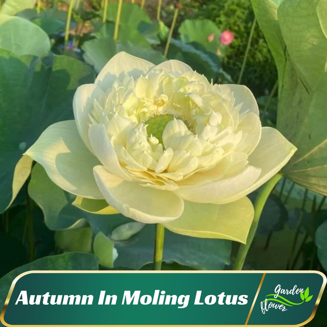 5 Red Light 15 Lotus Seeds - Indian Lotus (nelumbo Nucifera ...