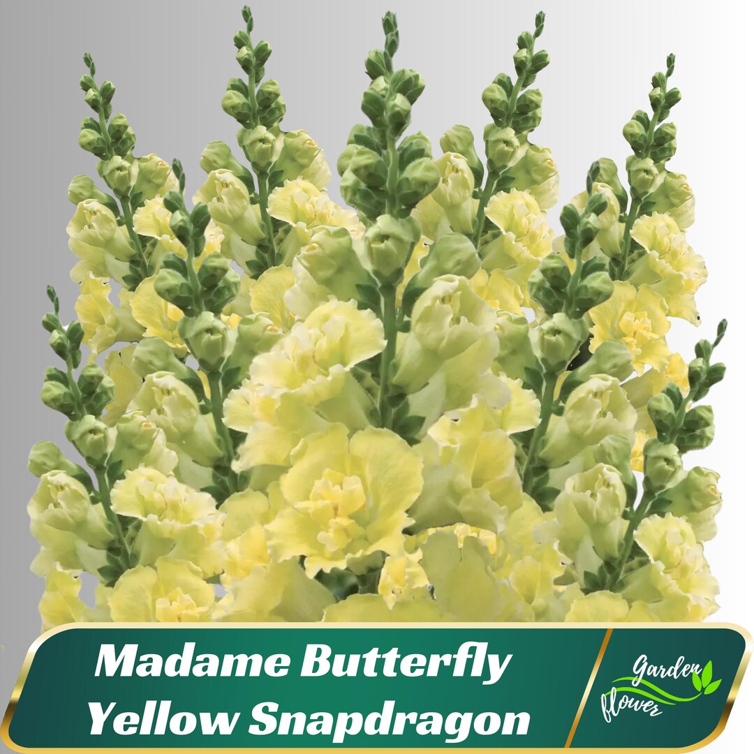 Madame Butterfly Ivory Snapdragon Seeds – Ivory Double Azalea Blooms ...