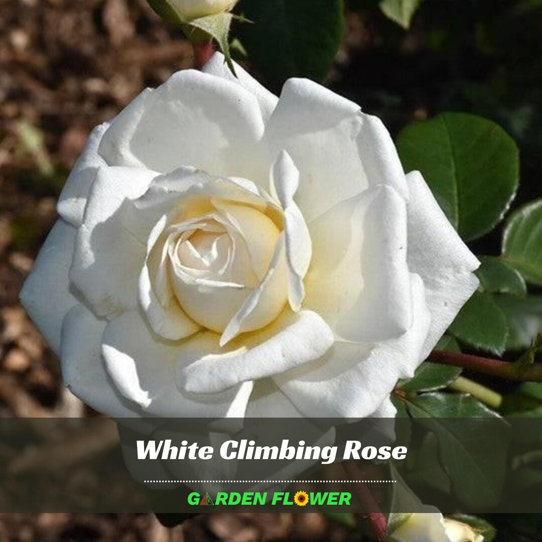 30+ Rare Seeds| White Climbing Rose Seeds - Perennial - Authentic Seeds ...