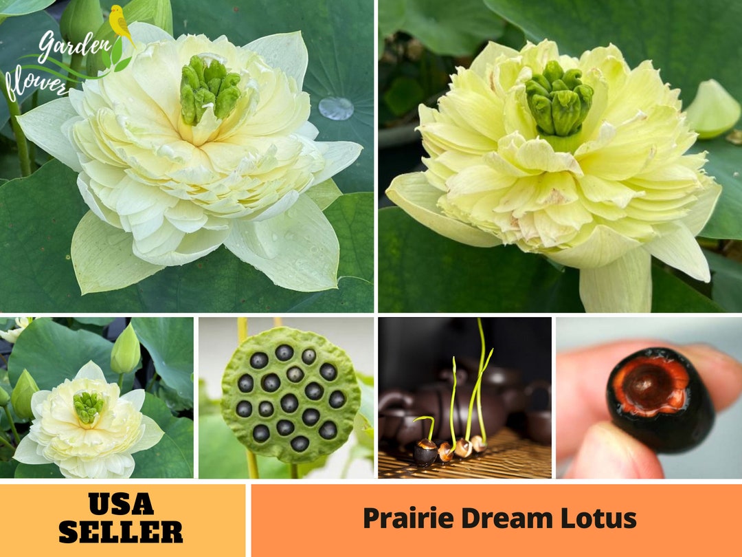 Prairie Dream Lotus Seeds Indian Lotus nelumbo Nucifera Seeds Flower ...