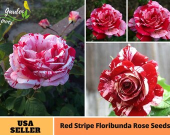25 Rare Seed Red Rose Seeds-perennial authentic - Etsy