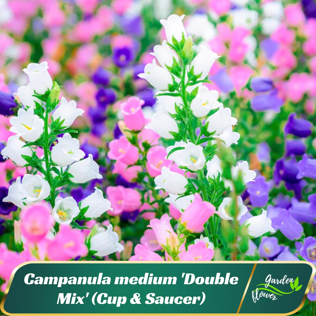 Campanula Medium 'double Mix' (cup & Saucer) - Perennial - Bellflower ...