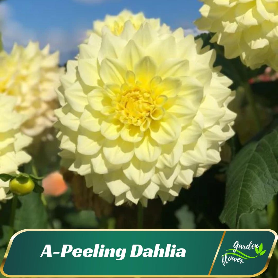 Yellow A-peeling Dahlia Flower Seeds - Perennial - Flowering - Fast ...