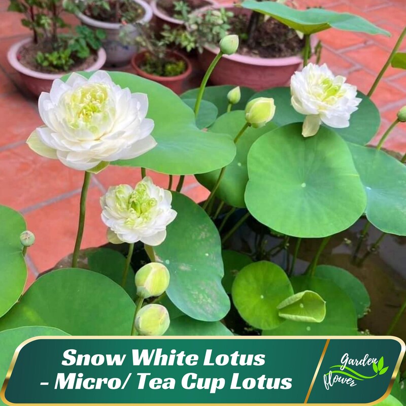 Snow White Lotus - Etsy