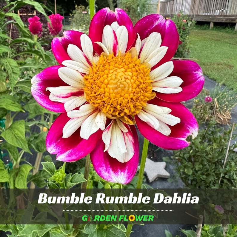 Purple White Bumble Rumble Dahlia Seeds - Perennial - Flowering - Fast ...