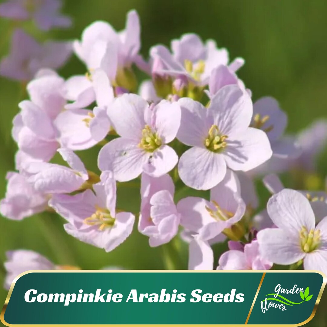Compinkie Arabis Flower Seeds - Perennial - Authentic - Cold Resistant ...