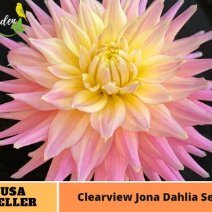 Pink Yellow Clearview Jonas Dahlia Perennial Flower Seeds authentic ...