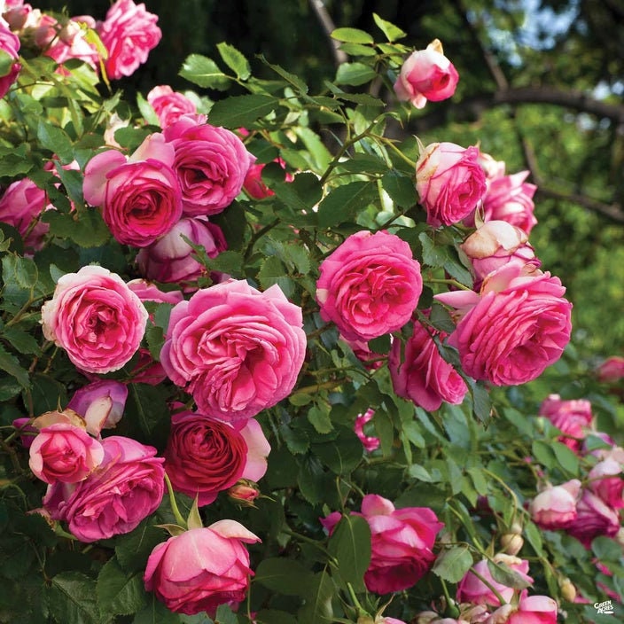 30 Rare Seeds-pink Climbing Rose Seeds-perennial authentic - Etsy
